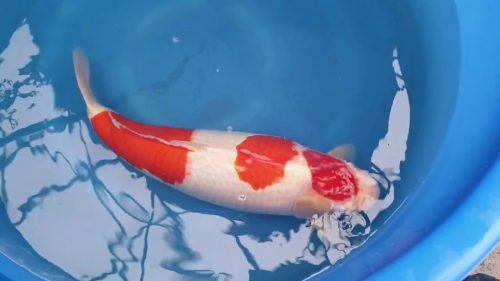 Kohaku – Dainichi Europe