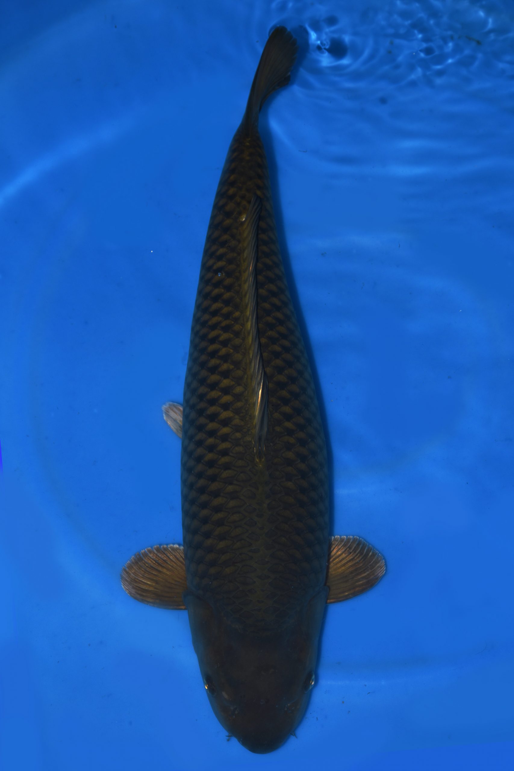 Kawarimono – Dainichi Europe