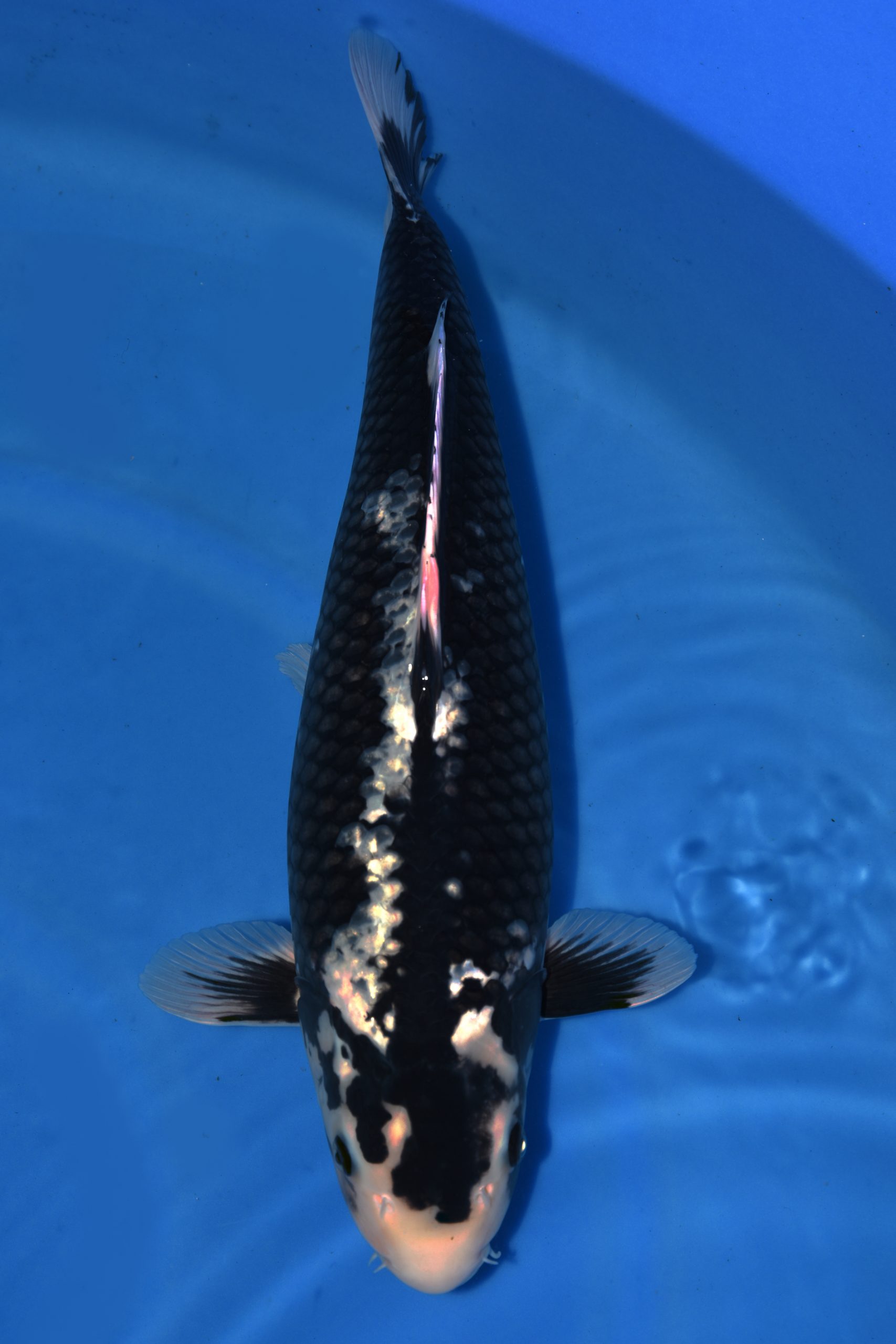 Kawarimono – Dainichi Europe