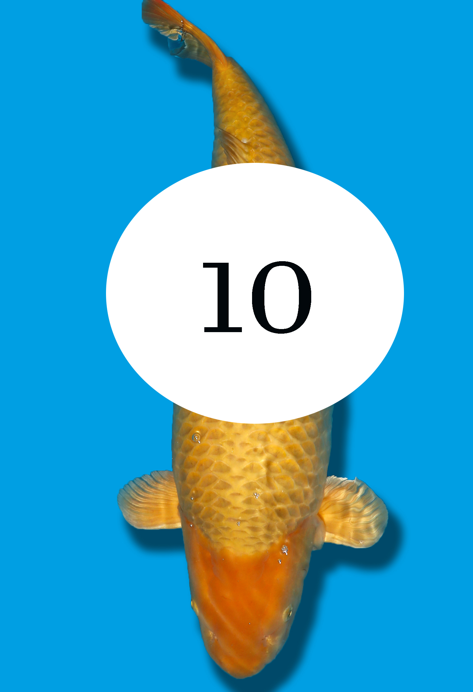 Koi Auction Dainichi Chagoi Yonsai Botan Female 80cm T15-178 – Dainichi Europe