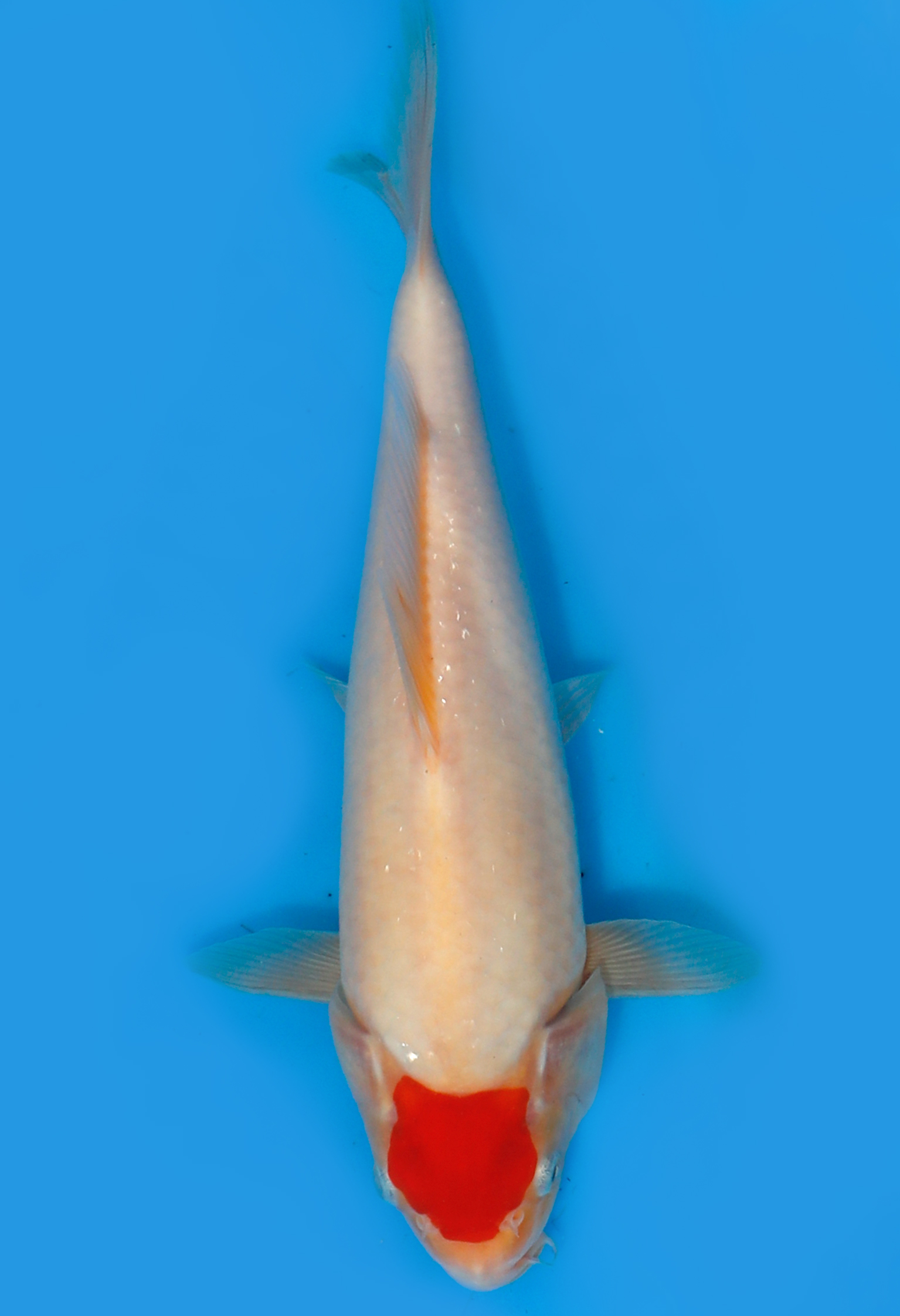 Koi Auktion Dainichi Tancho JumboTosai RedTiger – 25cm KT3-0010 ...