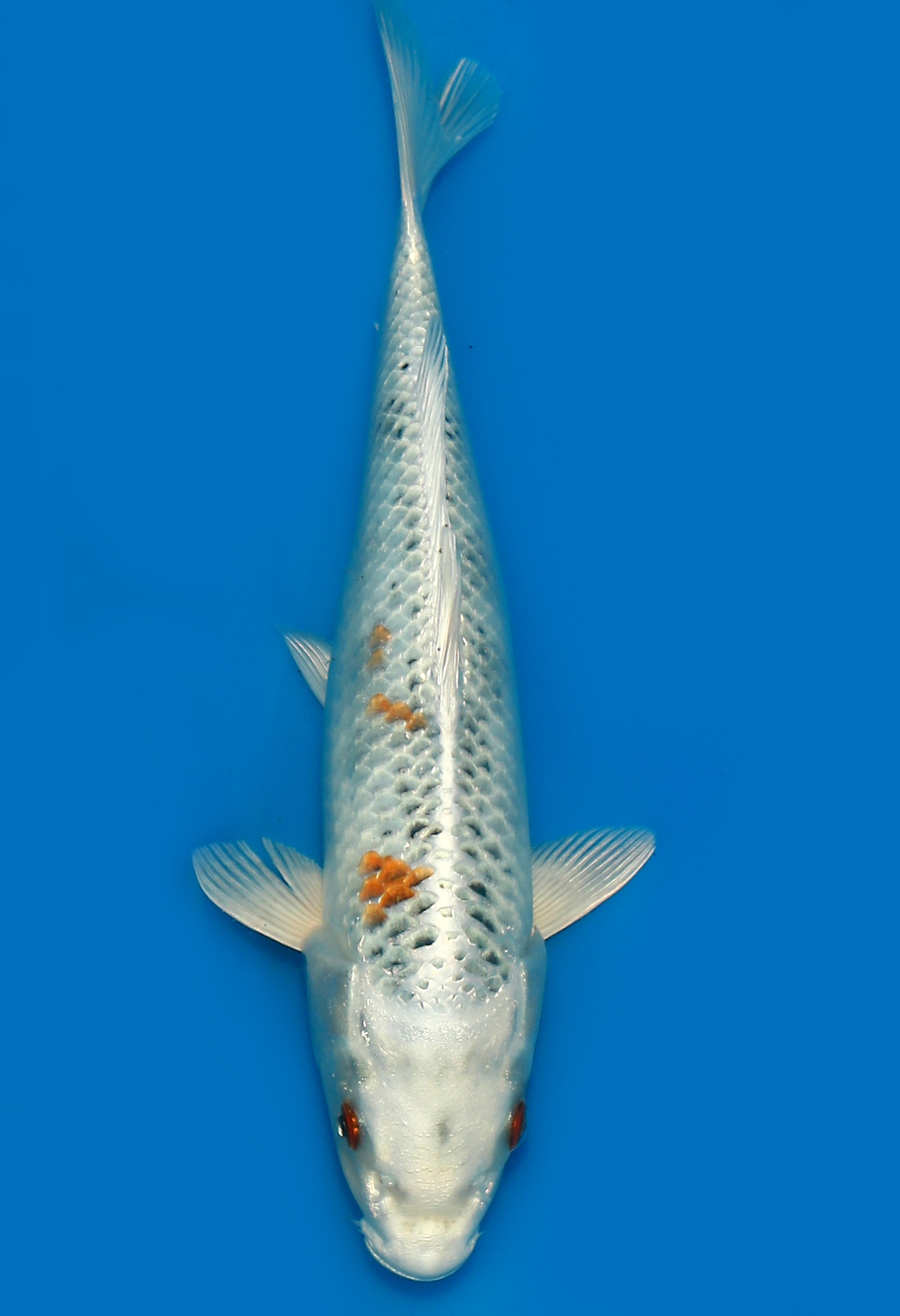 Koi Auktion Dainichi Kujaku JumboTosai Omo/Maru – 27cm GT5-061 – Dainichi Europe