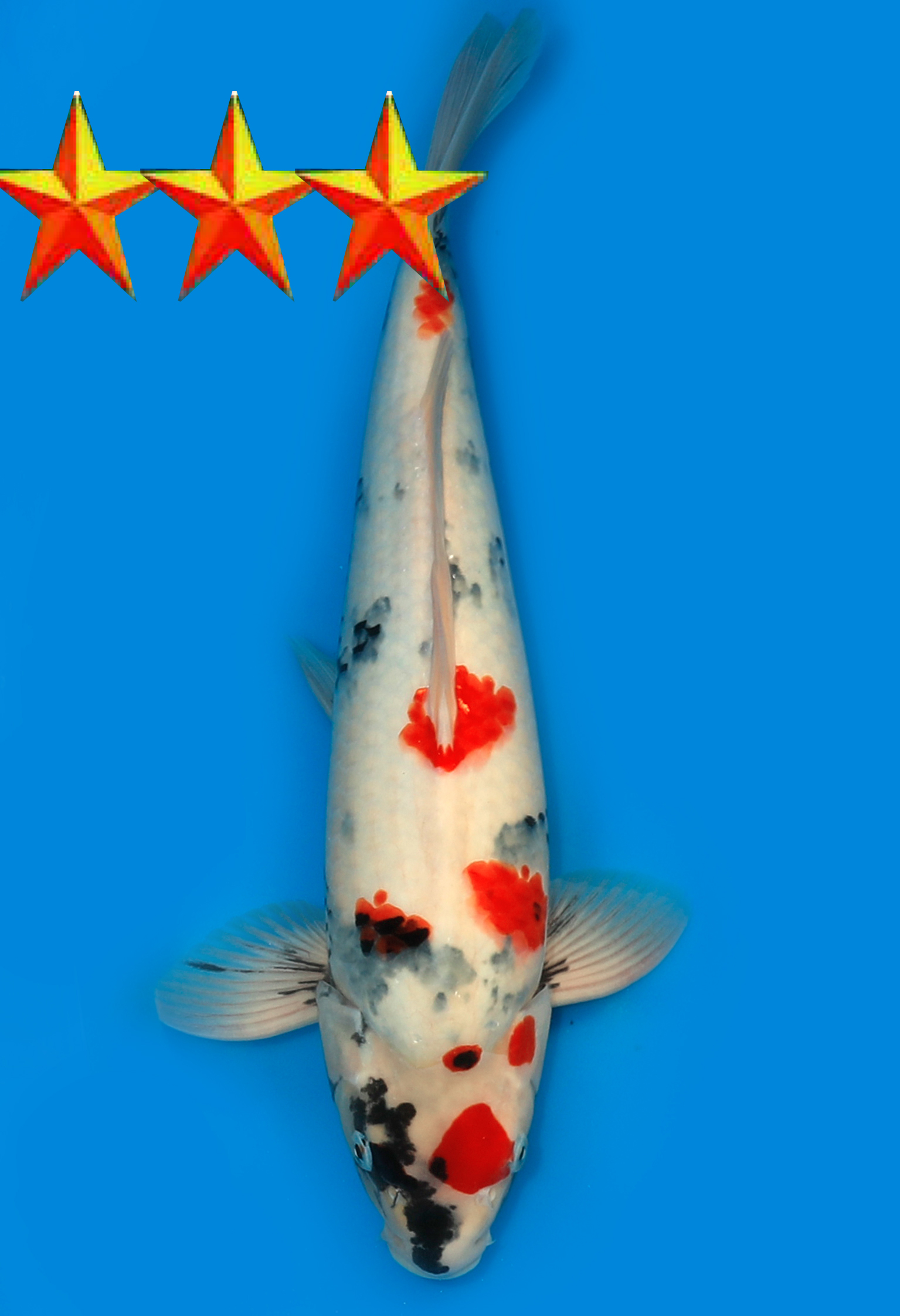 Koi Auktion Dainichi Showa JumboTosai MonaLisa – 42cm KT4-1489 ...