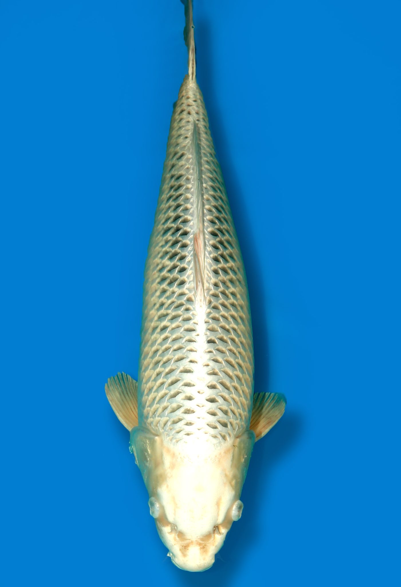 Koi Auktion Dainichi GinMatsuba Sansai Omo/Maru female 66cm T14-1334 ...