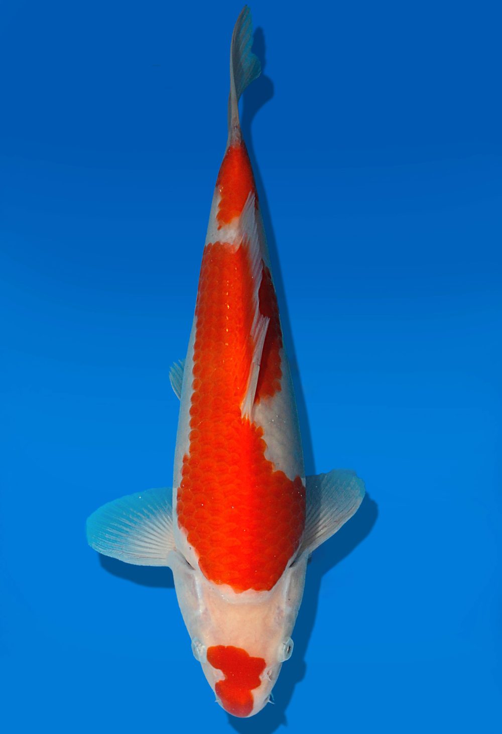 Koi Auktion Dainichi Kohaku Tosai SuperRikidozan – 29cm GT2-0224 ...
