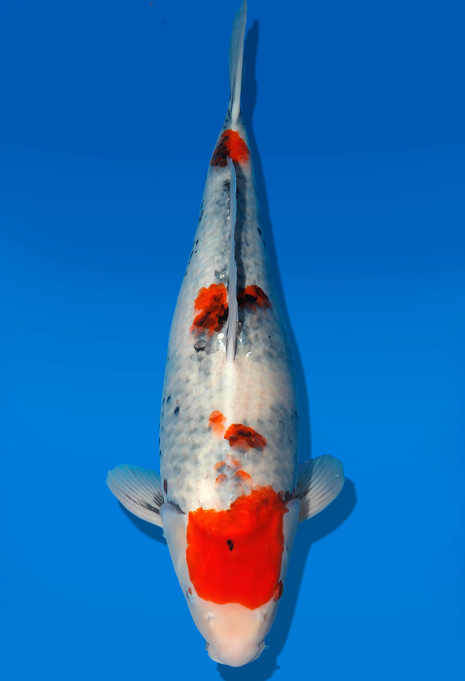 Koi Auktion Dainichi Showa Nisai WhiteMonroe female 52cm T06-0203 ...